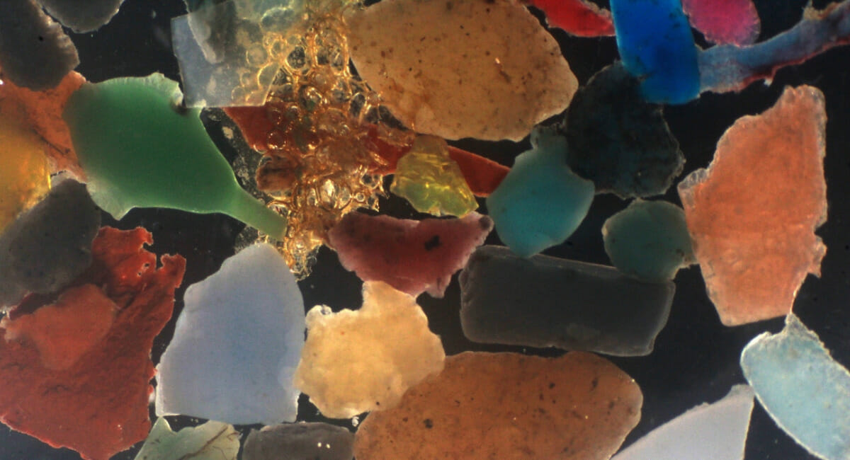 Bacteria eats plastic - packaging journal